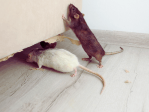 7 Ways to Stop Rats From Chewing Wires | Right Touch Electrical
