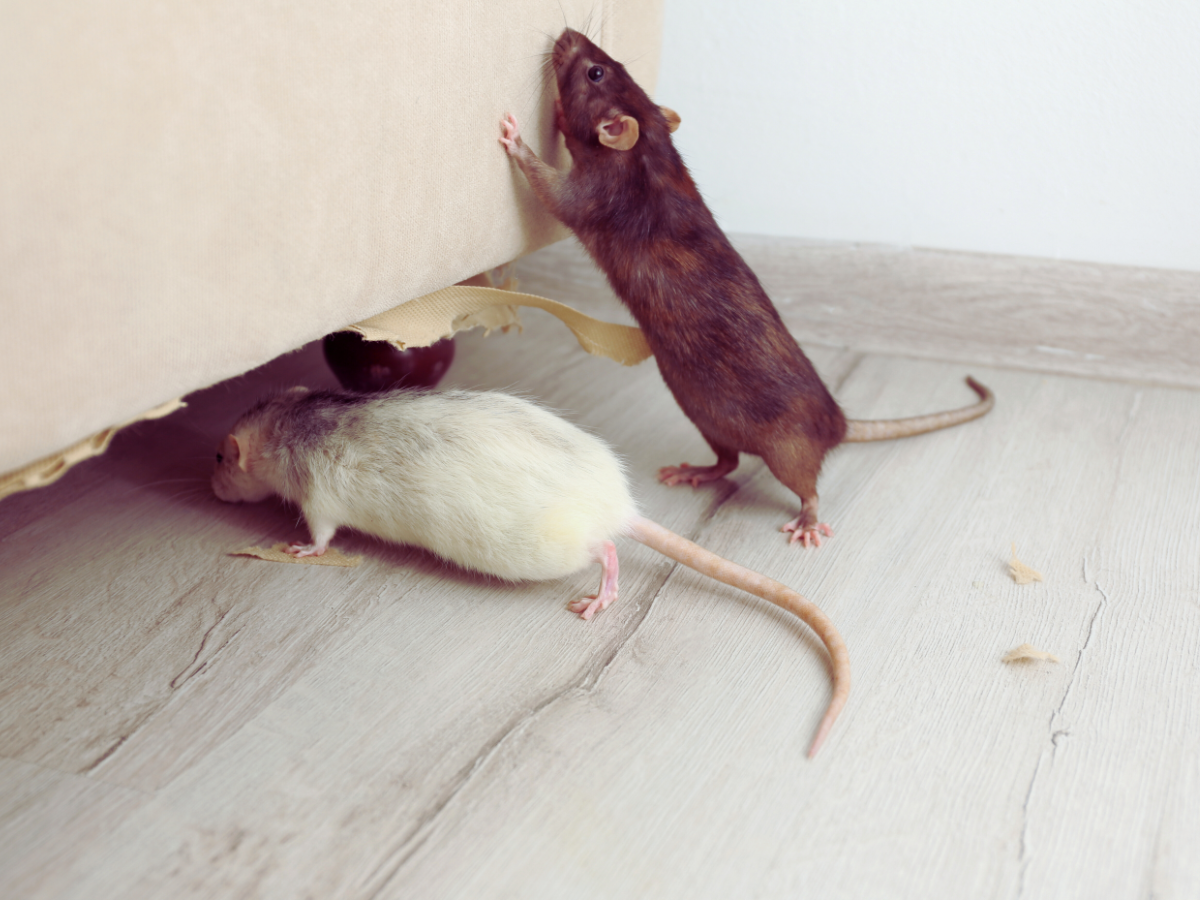7 Ways to Stop Rats From Chewing Wires | Right Touch Electrical